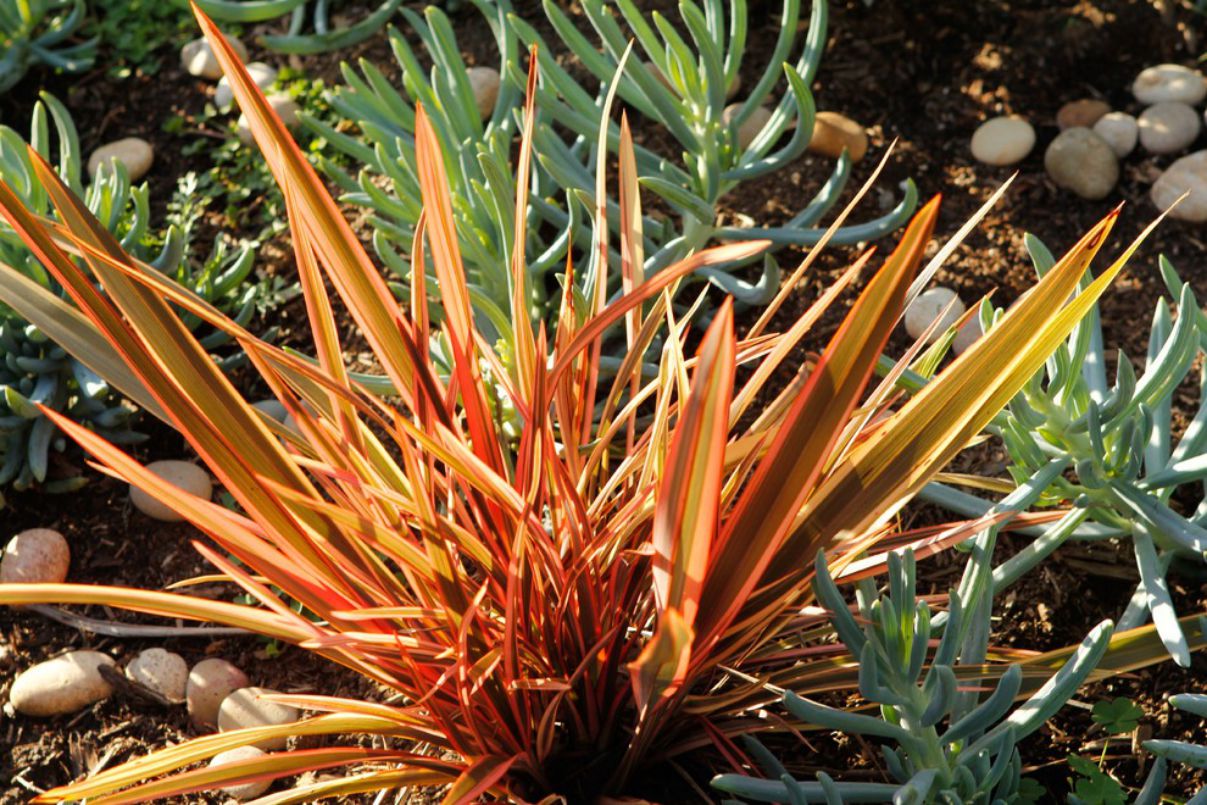 Colorful Landscape in Culver City, California by Bosler Earth Design
